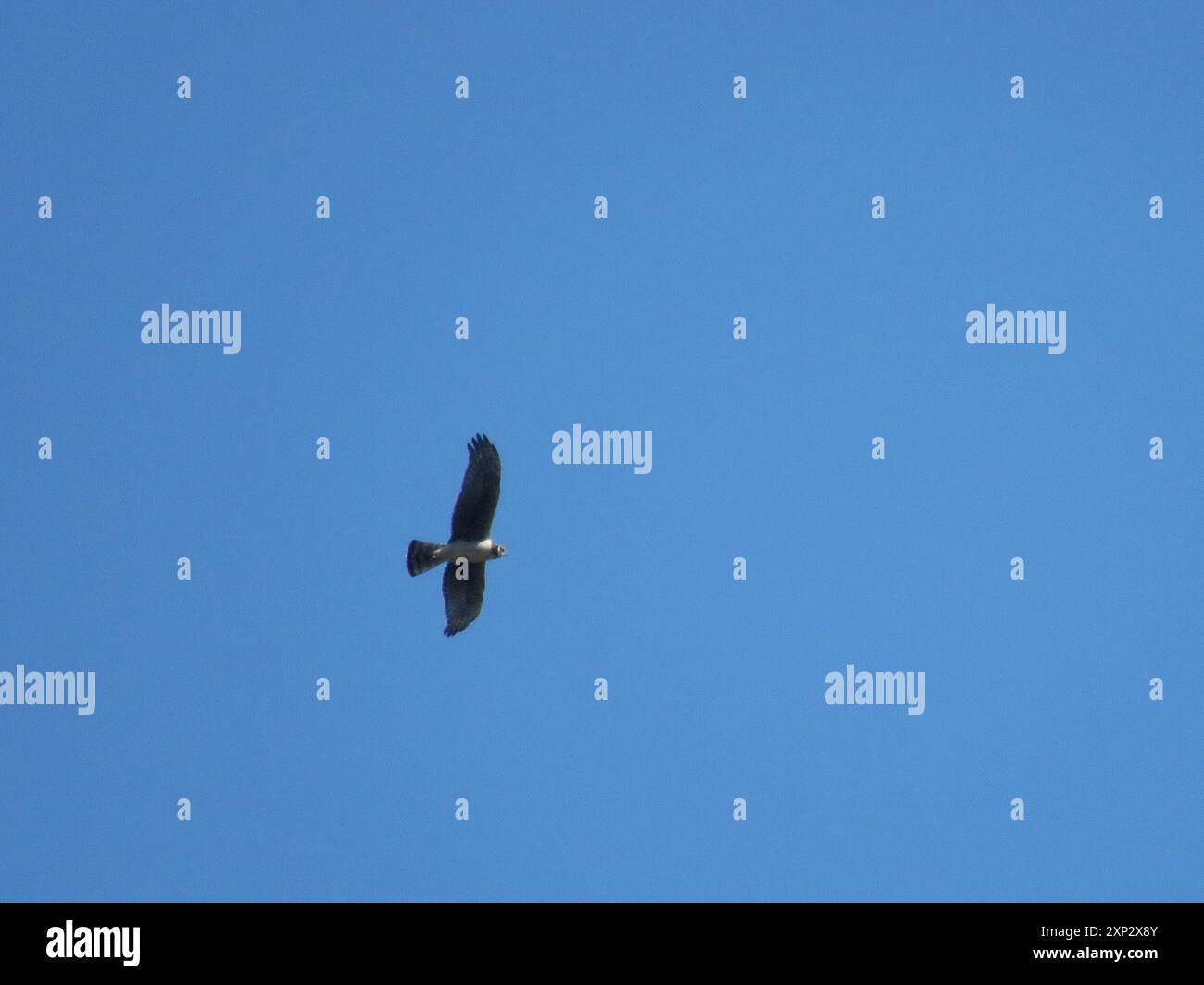 Long-winged Harrier (Circus buffoni) Aves Stock Photo - Alamy