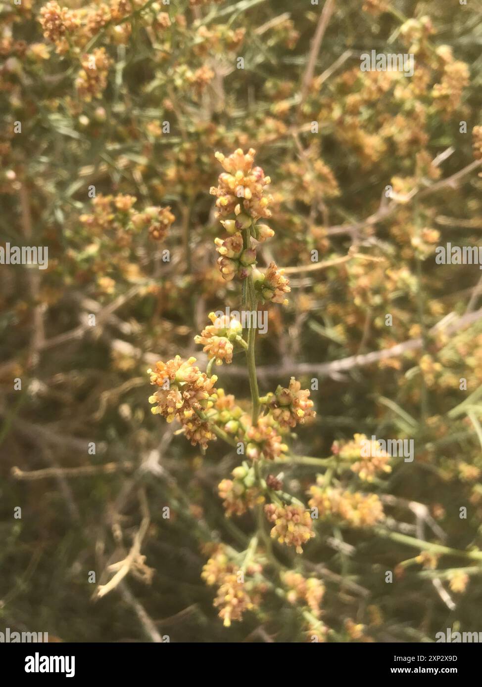 cheesebush (Ambrosia salsola salsola) Plantae Stock Photo - Alamy