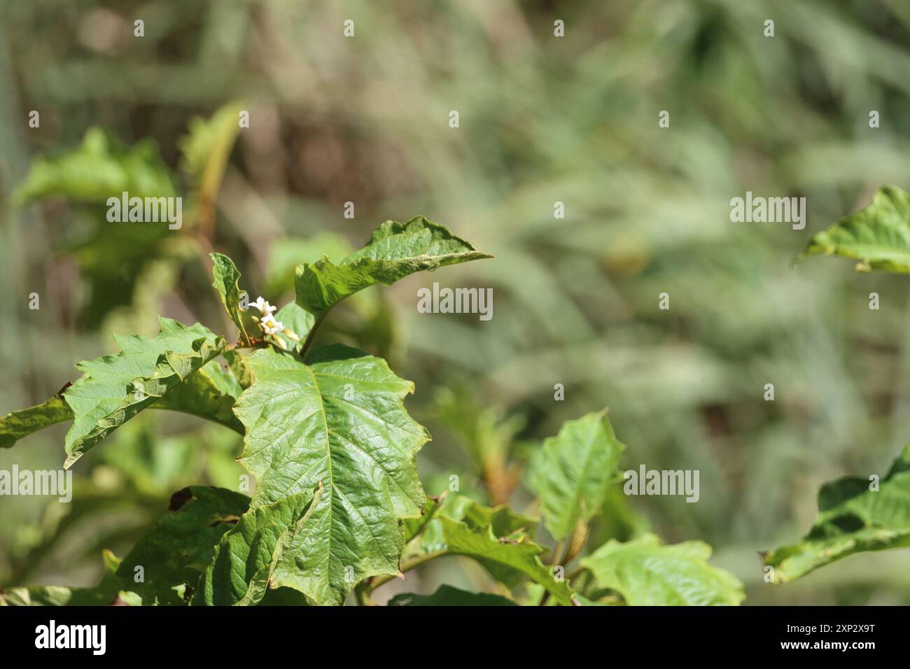 giant devil's-fig (Solanum chrysotrichum) Plantae Stock Photo - Alamy