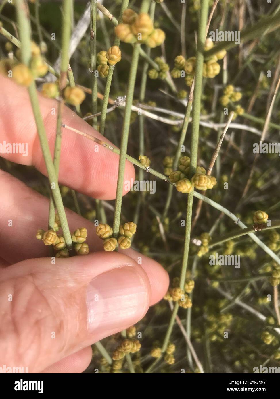 rough jointfir (Ephedra aspera) Plantae Stock Photo - Alamy