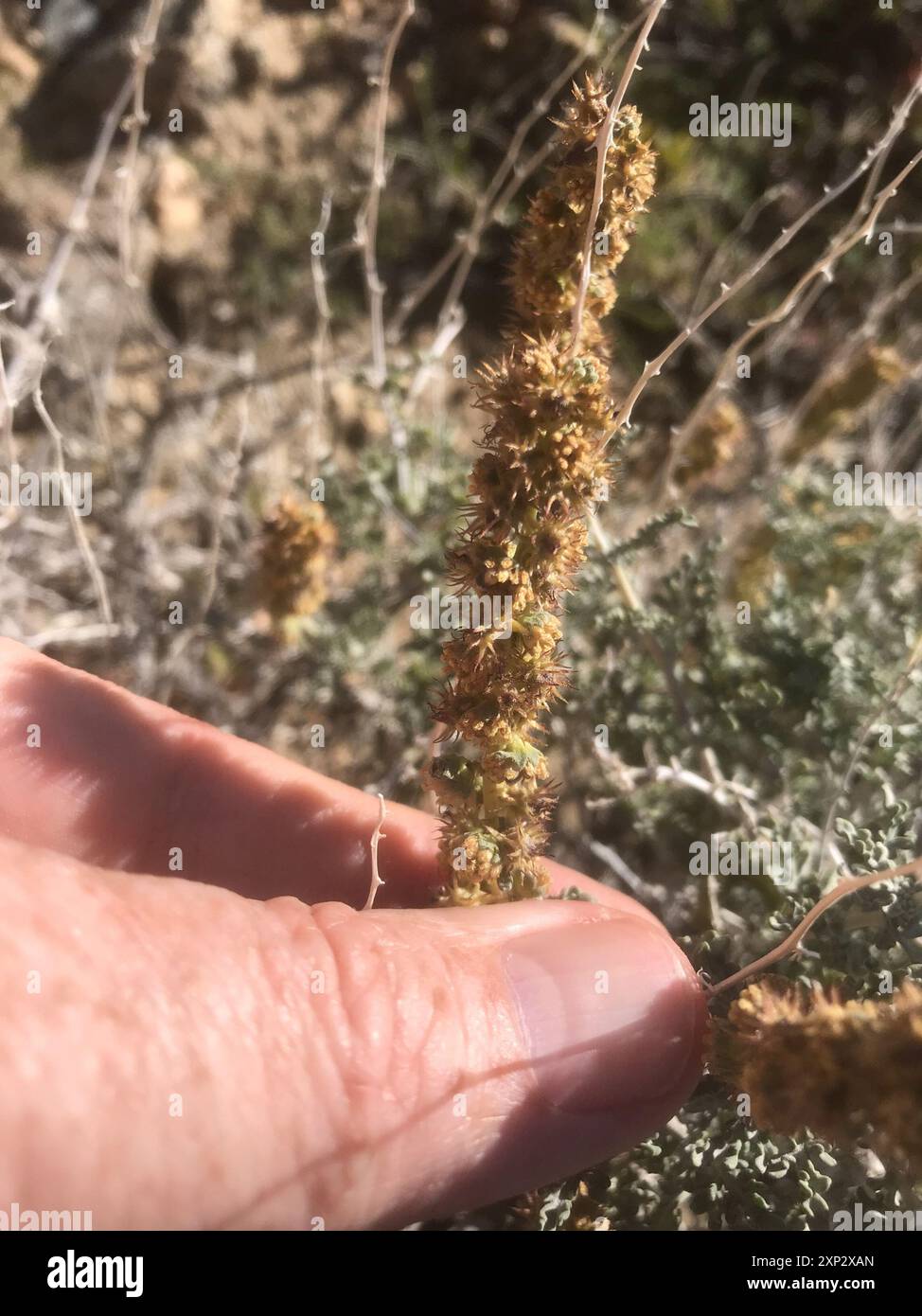Burrobush (Ambrosia dumosa) Plantae Stock Photo - Alamy