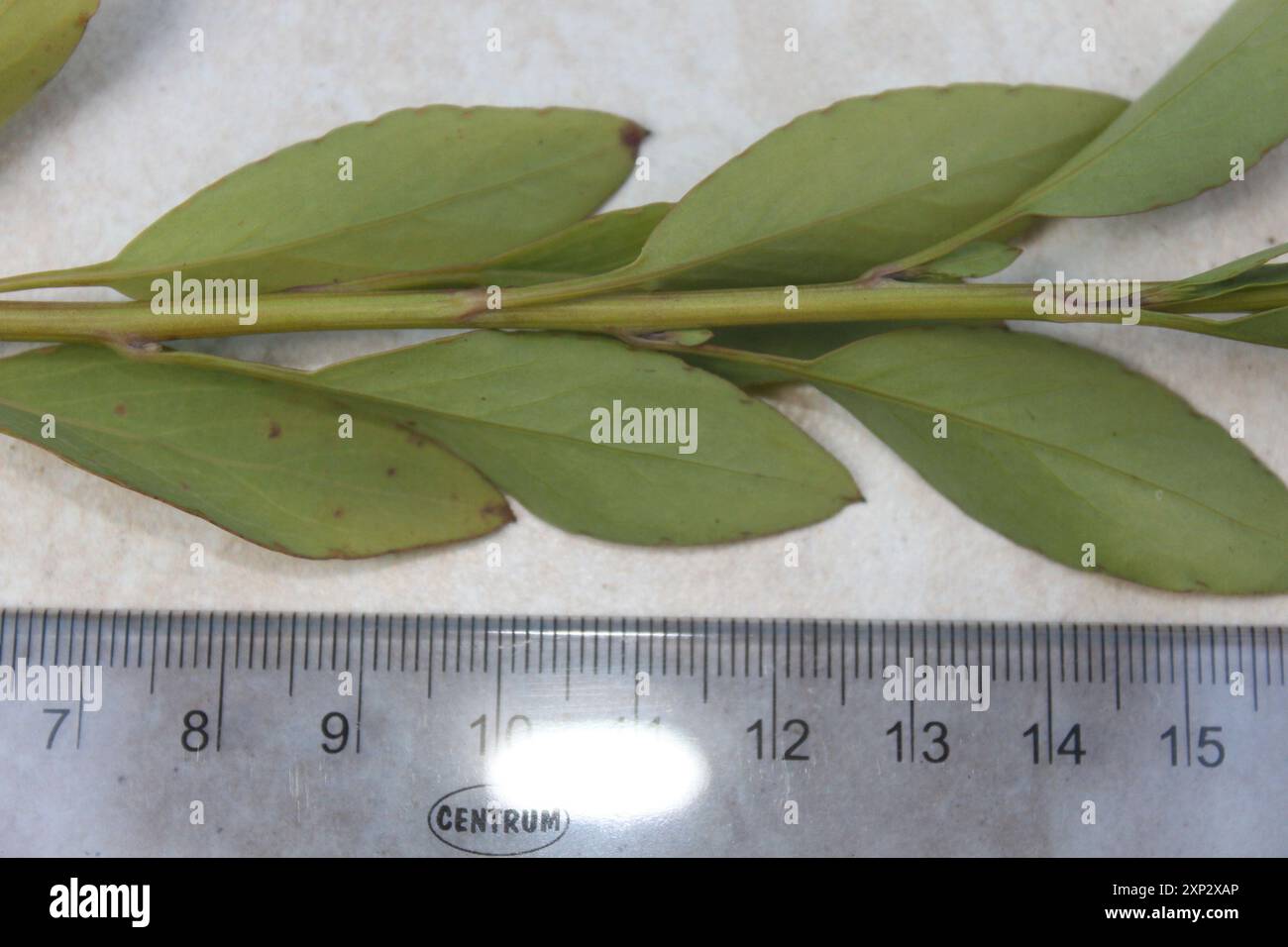 yerba porosa (Porophyllum ruderale) Plantae Stock Photo - Alamy