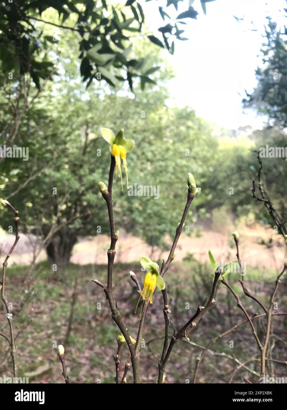 Western Leatherwood (Dirca occidentalis) Plantae Stock Photo - Alamy