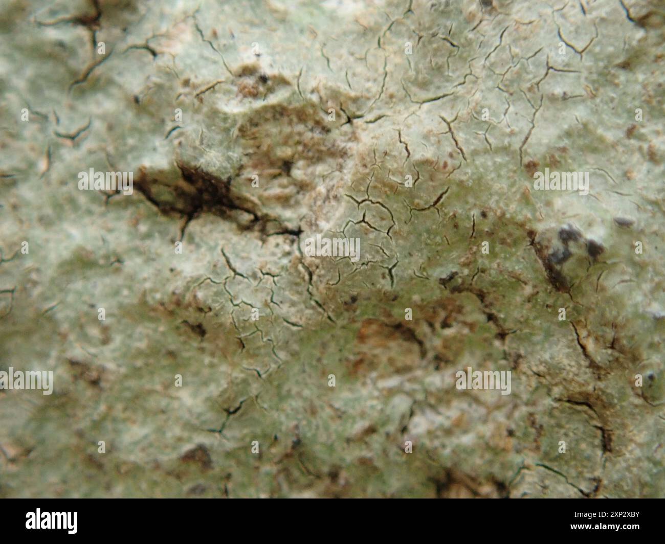 Dry Eyes Lichen (Ionaspis alba) Fungi Stock Photo - Alamy
