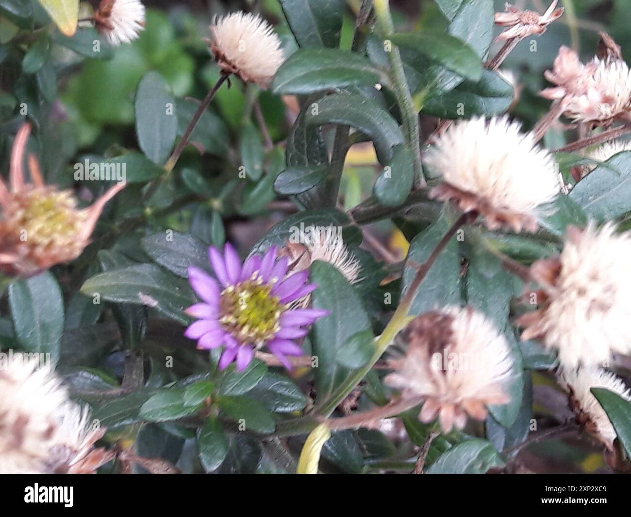 American asters (Symphyotrichum) Plantae Stock Photo - Alamy