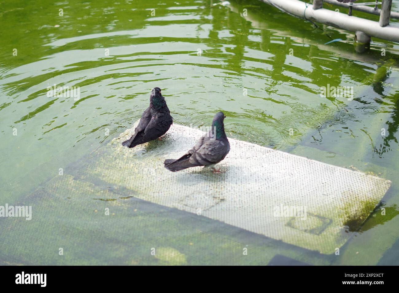 Playing with the pigeons hi-res stock photography and images - Alamy