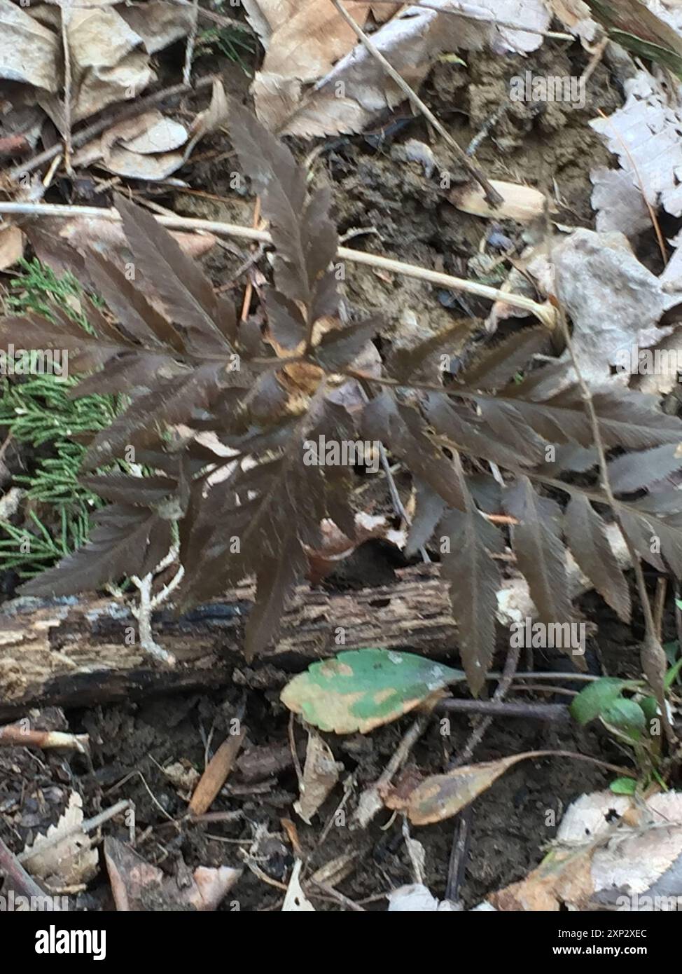 Cutleaf Grapefern (Sceptridium dissectum) Plantae Stock Photo - Alamy