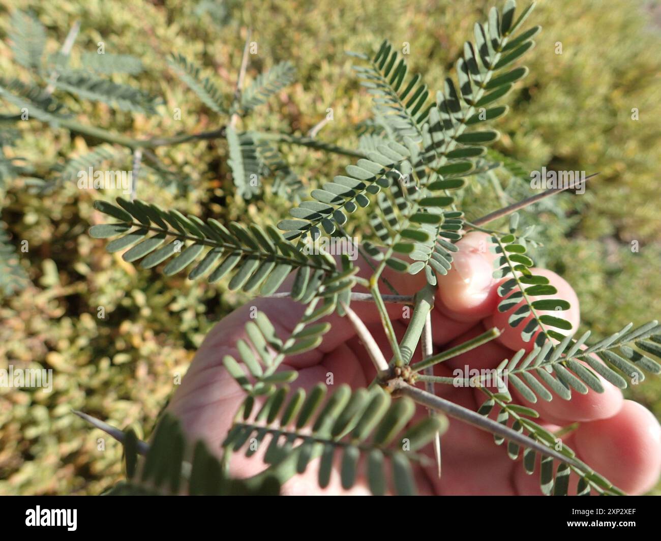 mesquites (Neltuma) Plantae Stock Photo - Alamy