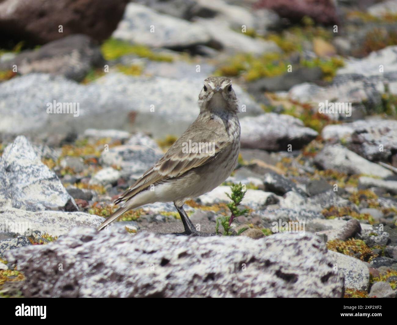 Common Miner (Geositta cunicularia) Aves Stock Photo - Alamy