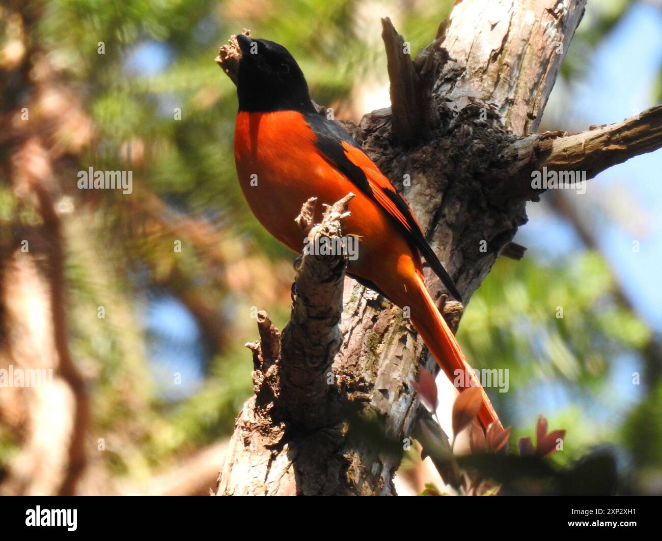 Scarlet Minivet (Pericrocotus speciosus) Aves Stock Photo - Alamy
