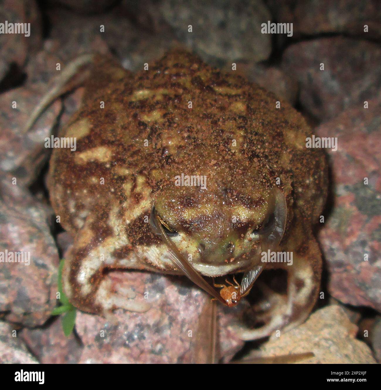 Common Rain Frog (Breviceps adspersus) Amphibia Stock Photo - Alamy