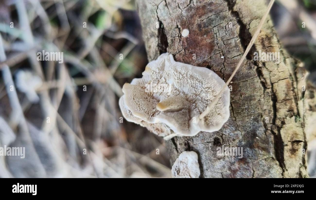 little nest polypore (Trametes conchifer) Fungi Stock Photo - Alamy