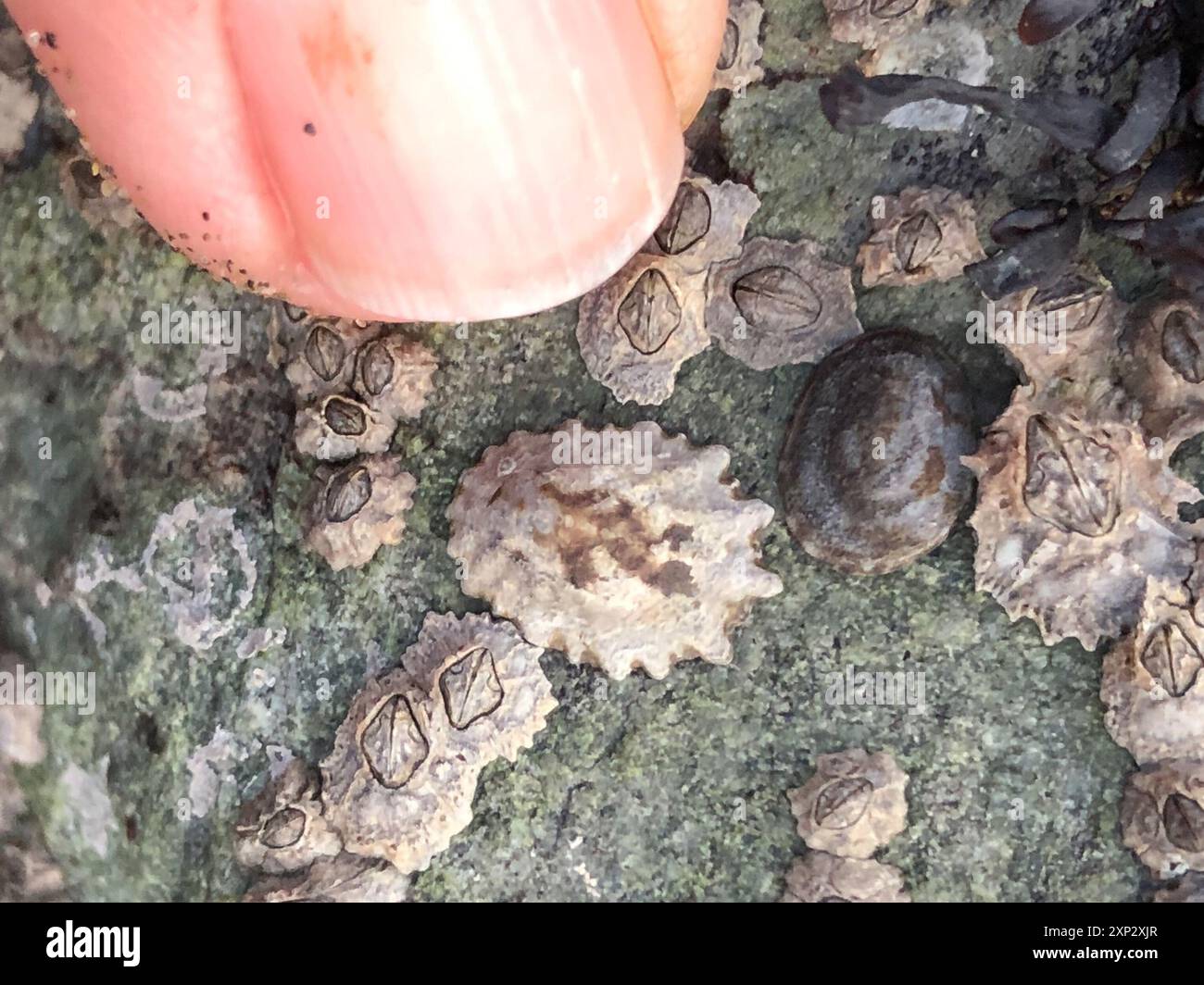 Rough Limpet (Lottia scabra) Mollusca Stock Photo - Alamy