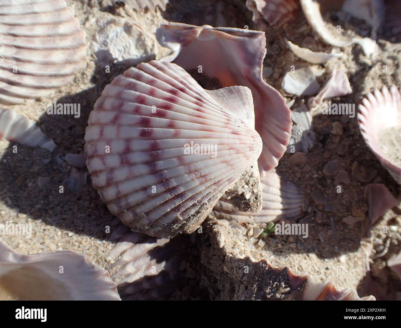 Pacific Calico Scallop (Argopecten ventricosus) Mollusca Stock Photo ...