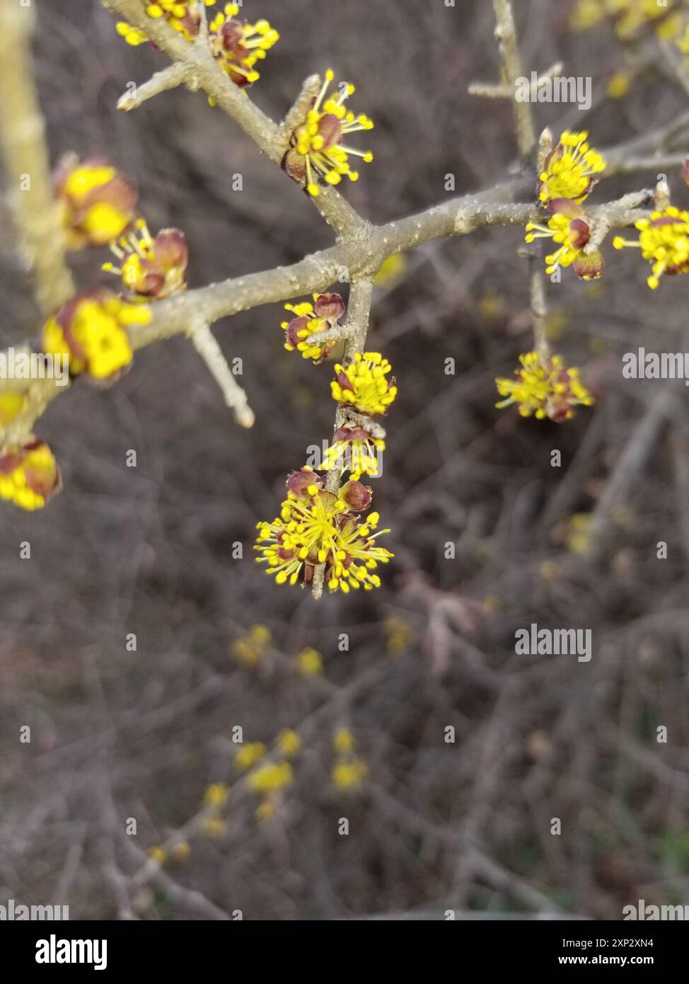 Stretchberry (Forestiera pubescens) Plantae Stock Photo - Alamy