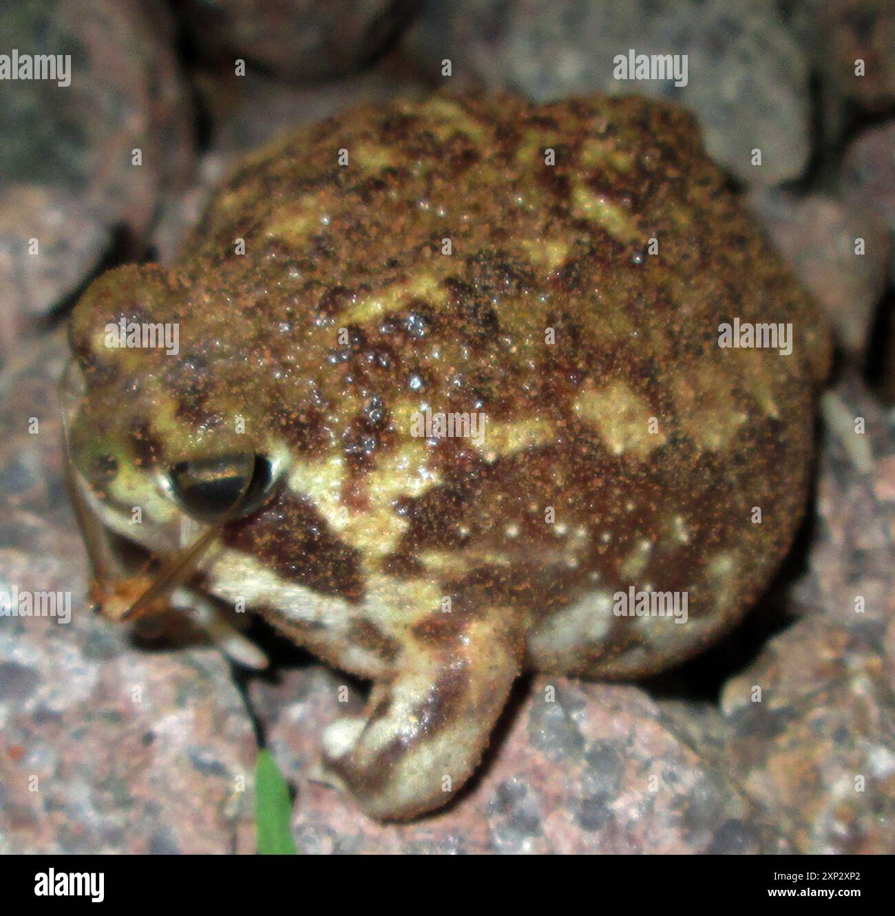 Common Rain Frog (Breviceps adspersus) Amphibia Stock Photo - Alamy