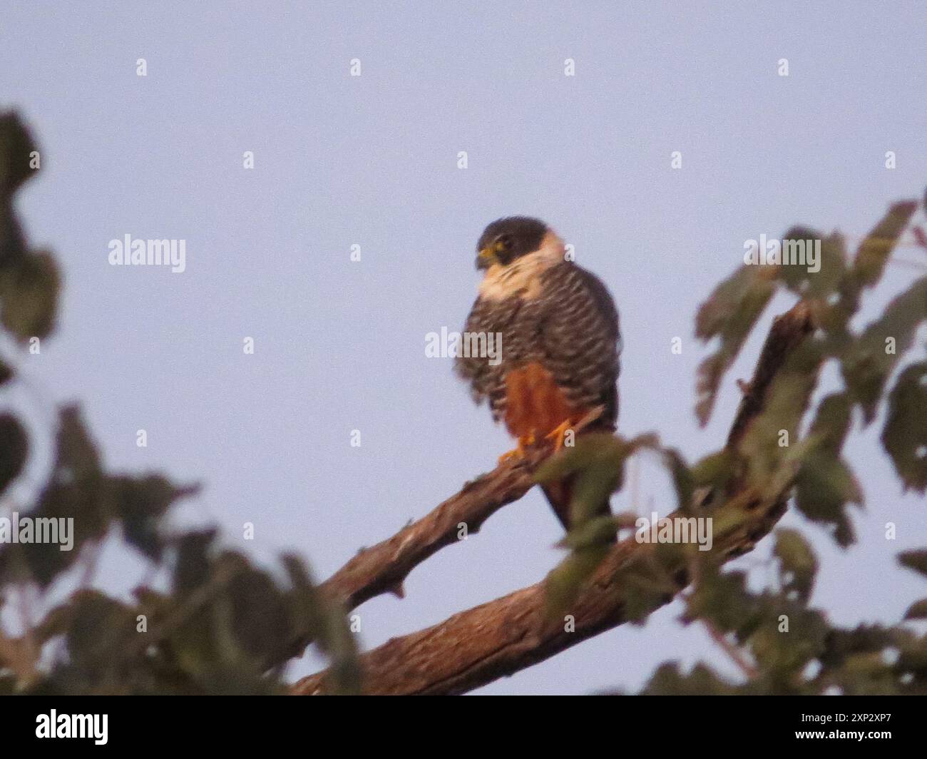 Bat Falcon (Falco rufigularis) Aves Stock Photo - Alamy