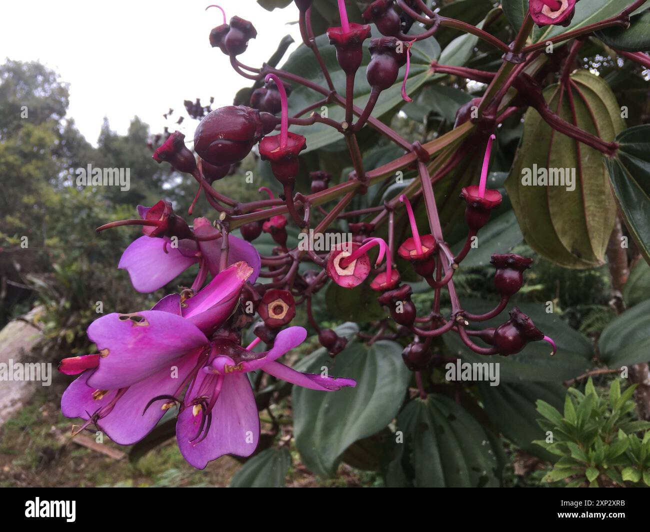 motley meriania (Meriania nobilis) Plantae Stock Photo - Alamy