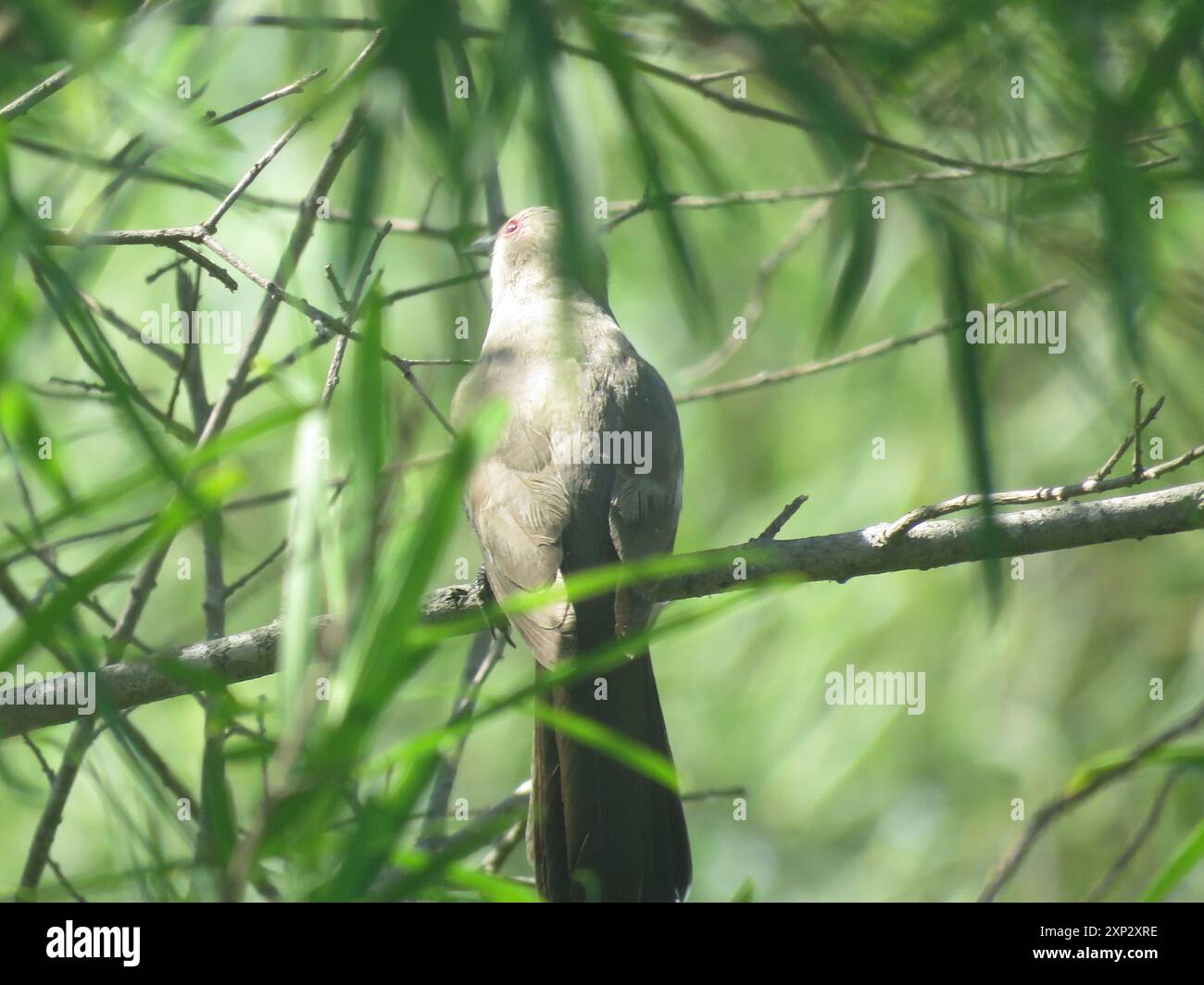 Ash-colored Cuckoo (Coccycua cinerea) Aves Stock Photo - Alamy