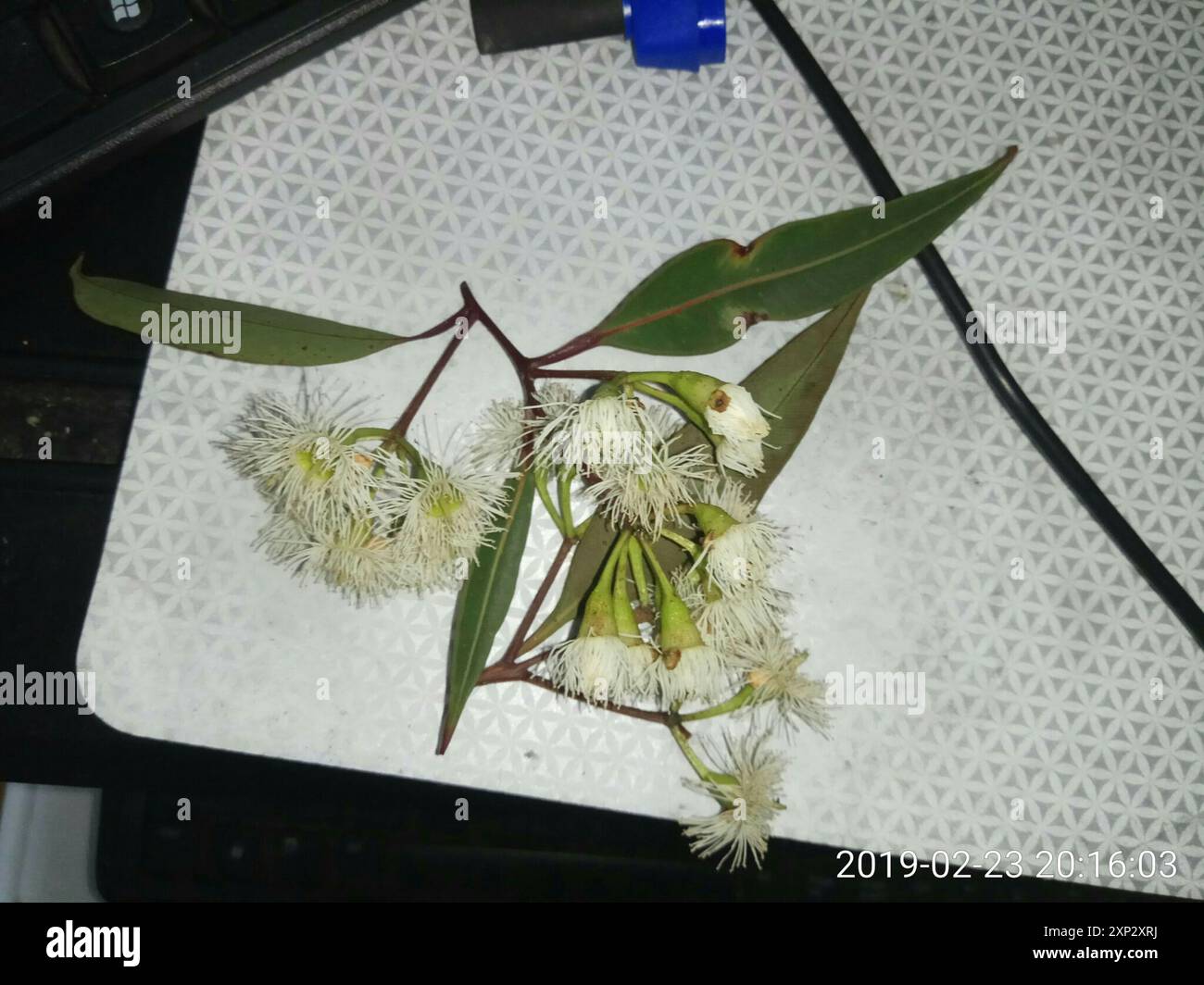 Red Bloodwood (Corymbia gummifera) Plantae Stock Photo - Alamy
