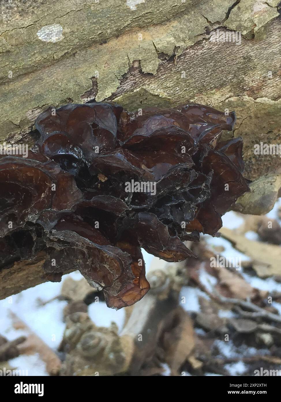 Exidia crenata hi-res stock photography and images - Alamy