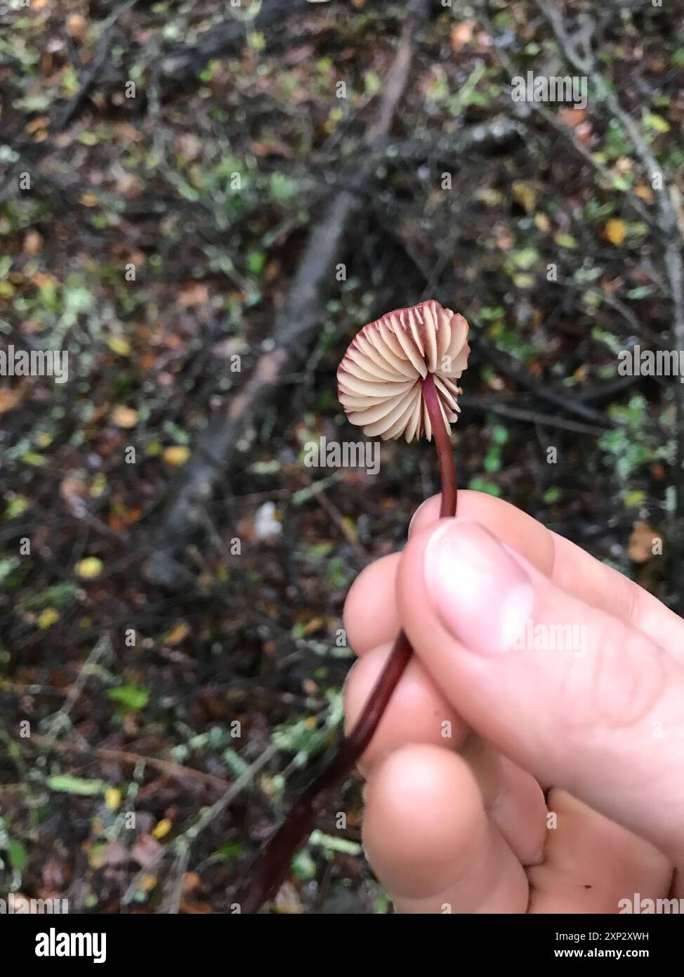 red pinwheel (Marasmius plicatulus) Fungi Stock Photo - Alamy