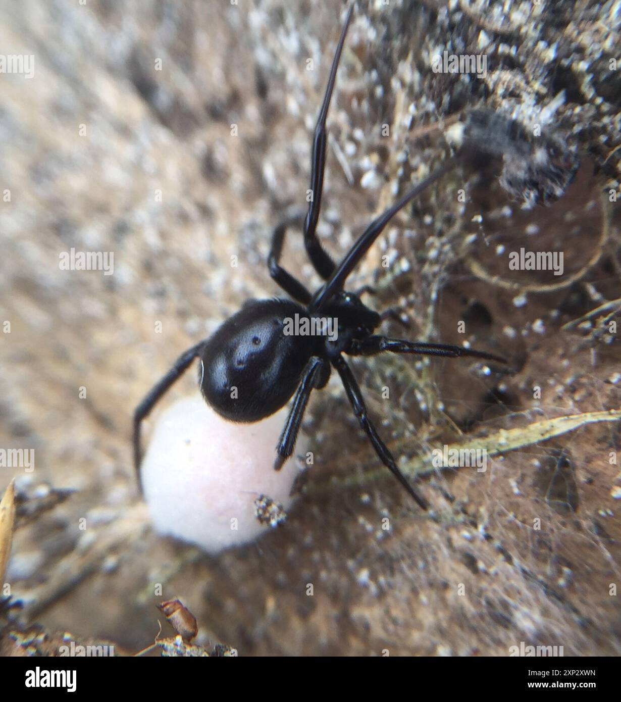 Black Cobweb Spider (Steatoda capensis) Arachnida Stock Photo - Alamy
