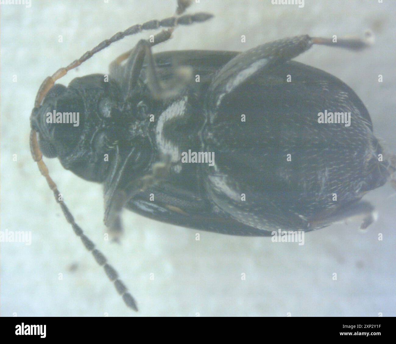 Phyllotreta striolata hi-res stock photography and images - Alamy