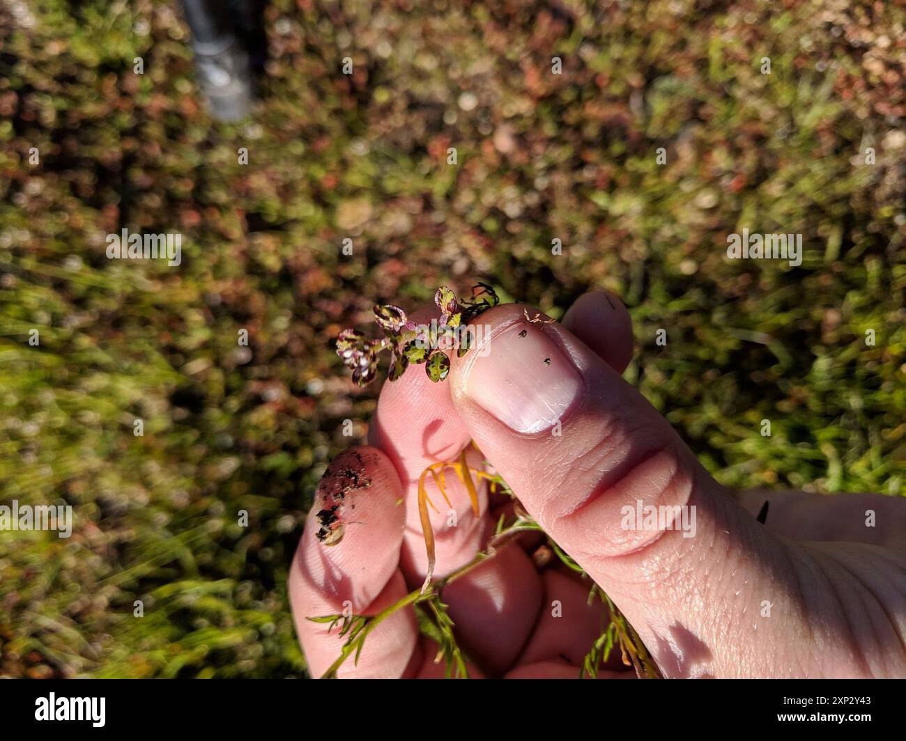 Shining Pepperweed (Lepidium nitidum) Plantae Stock Photo - Alamy