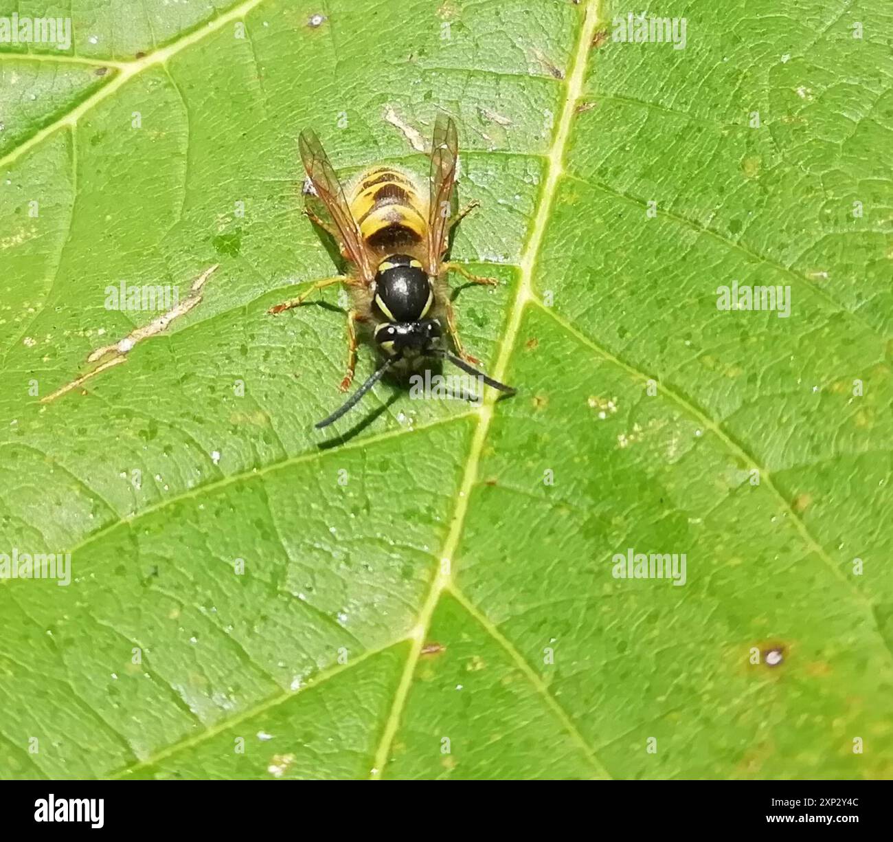 Common European Yellowjacket (Vespula vulgaris) Insecta Stock Photo - Alamy