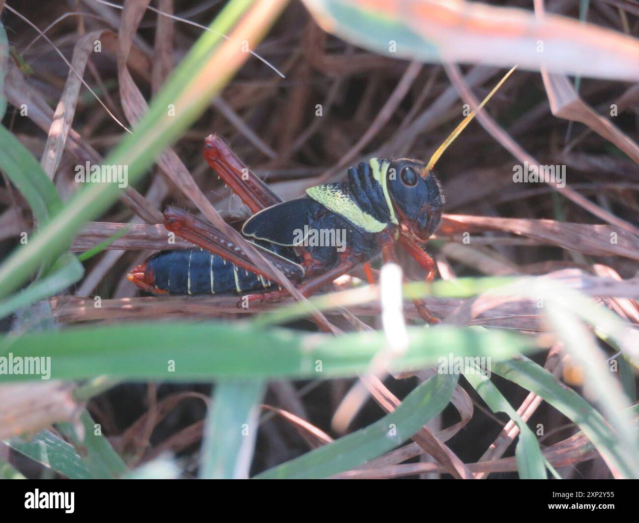 Violet-winged Grasshopper (Tropidacris collaris) Insecta Stock Photo ...