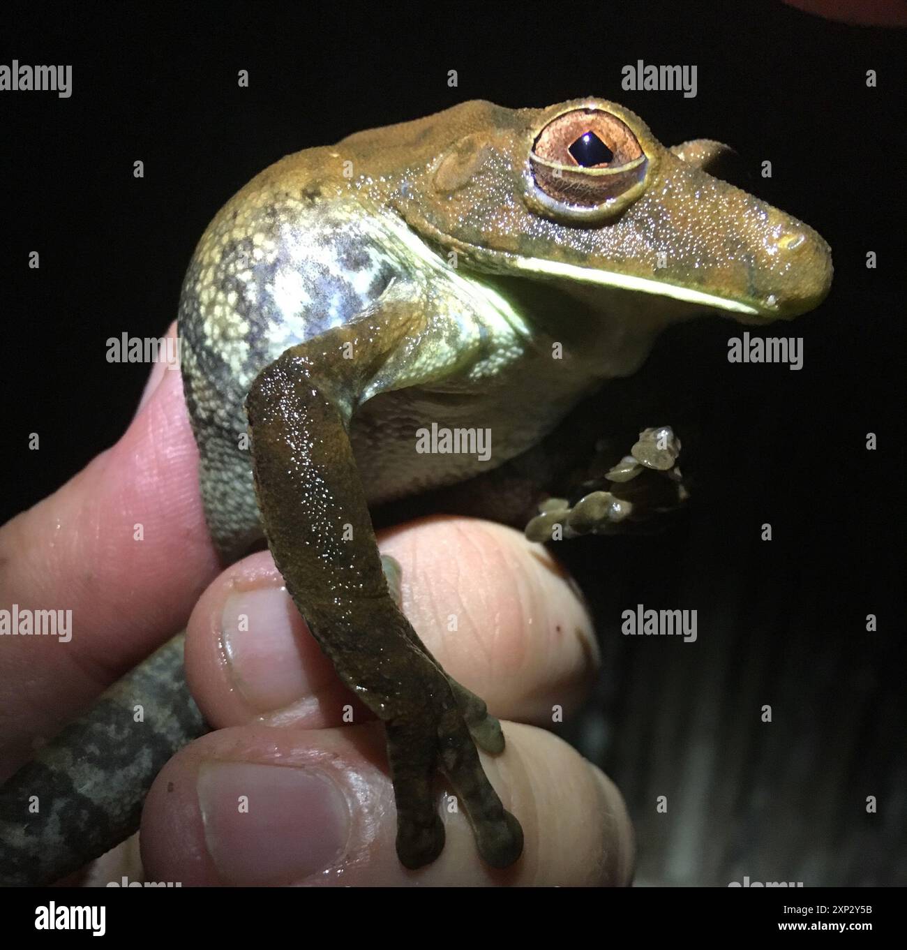 Upper Orinoco Tree Frog (Boana wavrini) Amphibia Stock Photo - Alamy