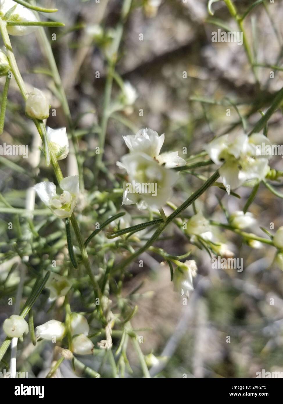 Cheesebush (Ambrosia salsola) Plantae Stock Photo - Alamy