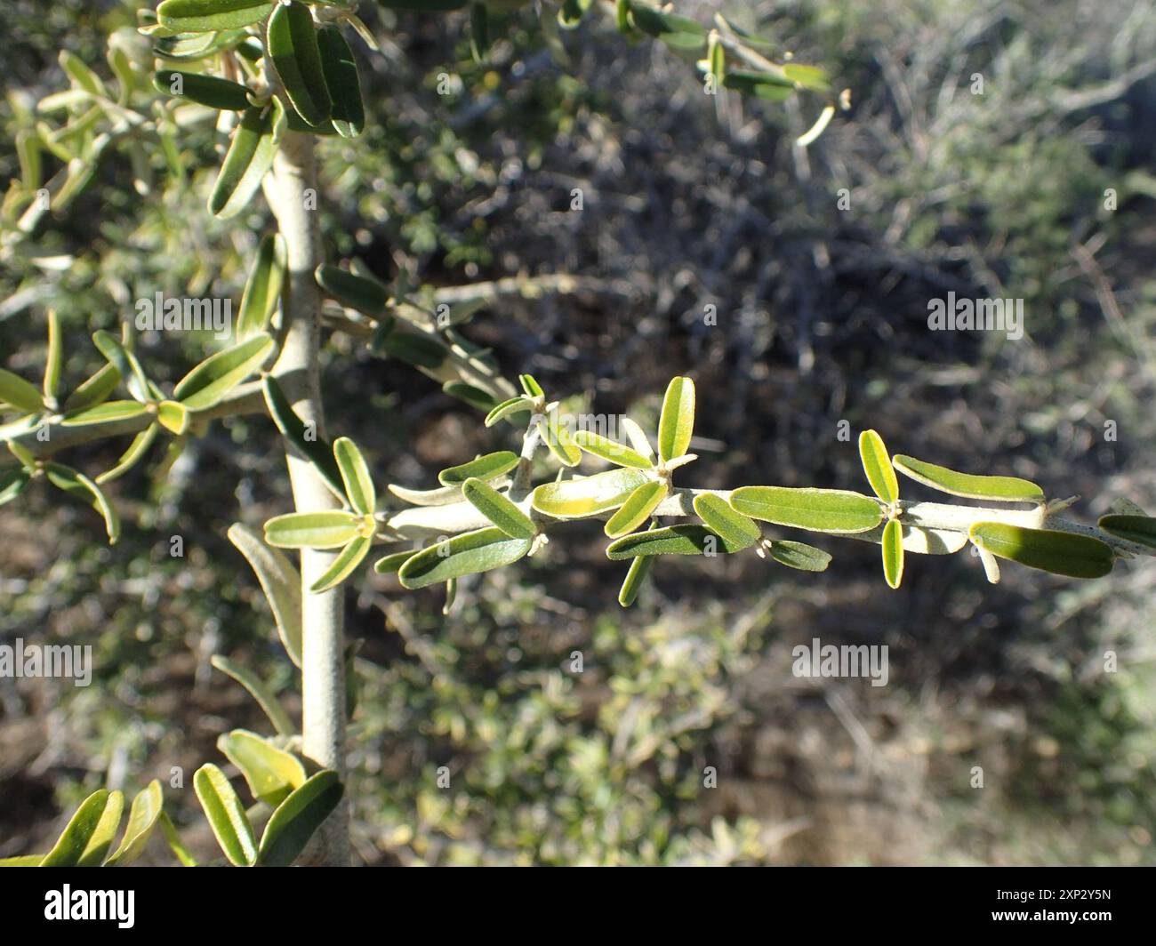 Desert Caper (Atamisquea emarginata) Plantae Stock Photo - Alamy