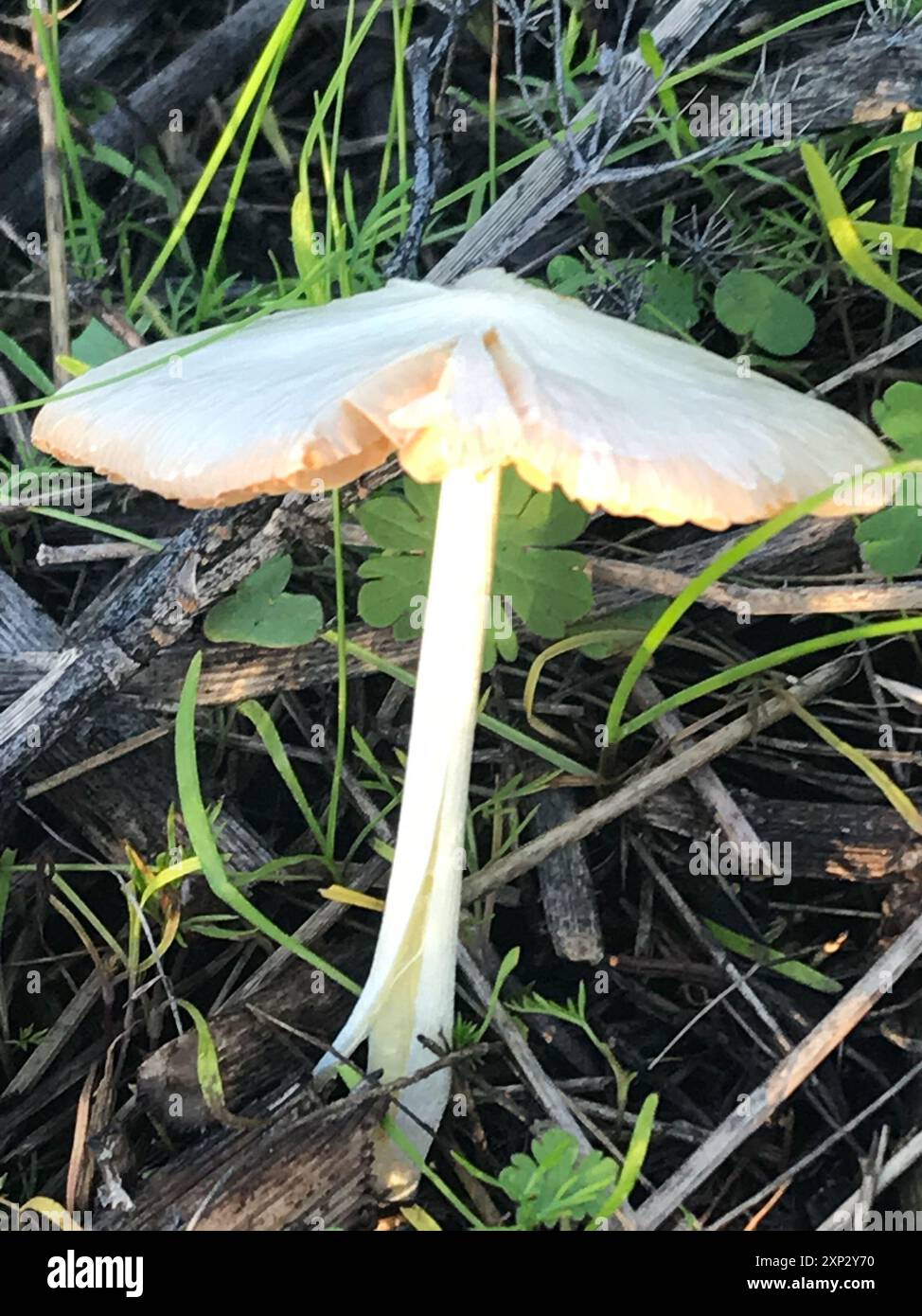 (Bolbitius aleuriatus) Fungi Stock Photo - Alamy