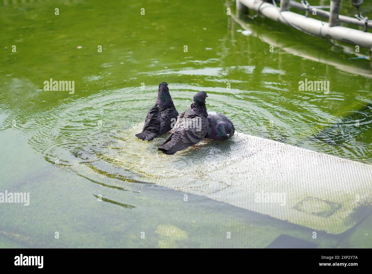 Playing pigeon hi-res stock photography and images - Alamy