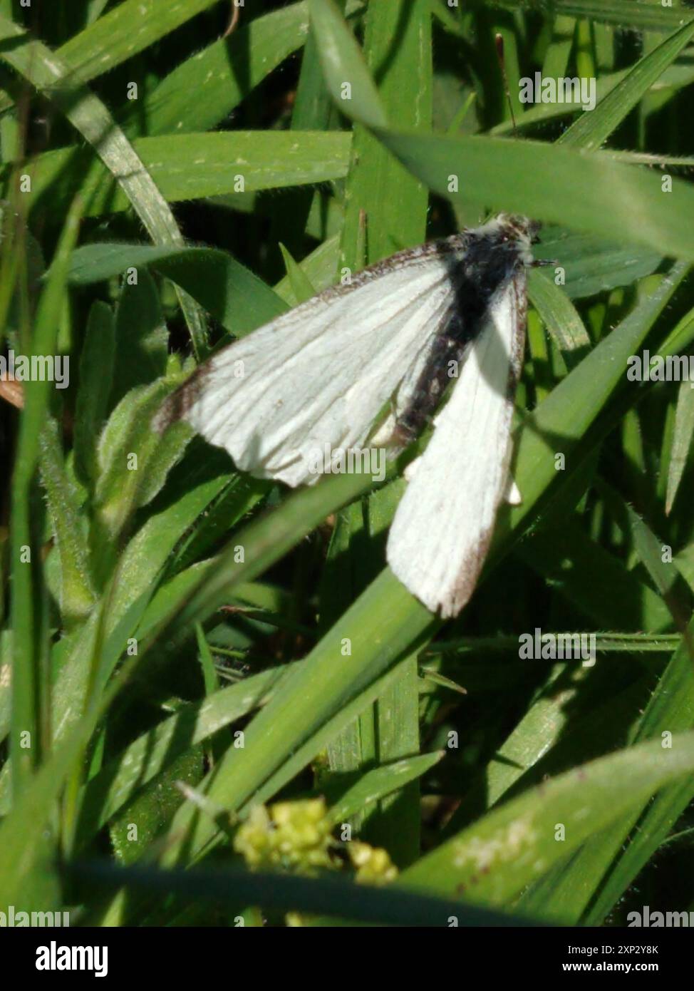 Garden Whites (Pieris) Insecta Stock Photo - Alamy