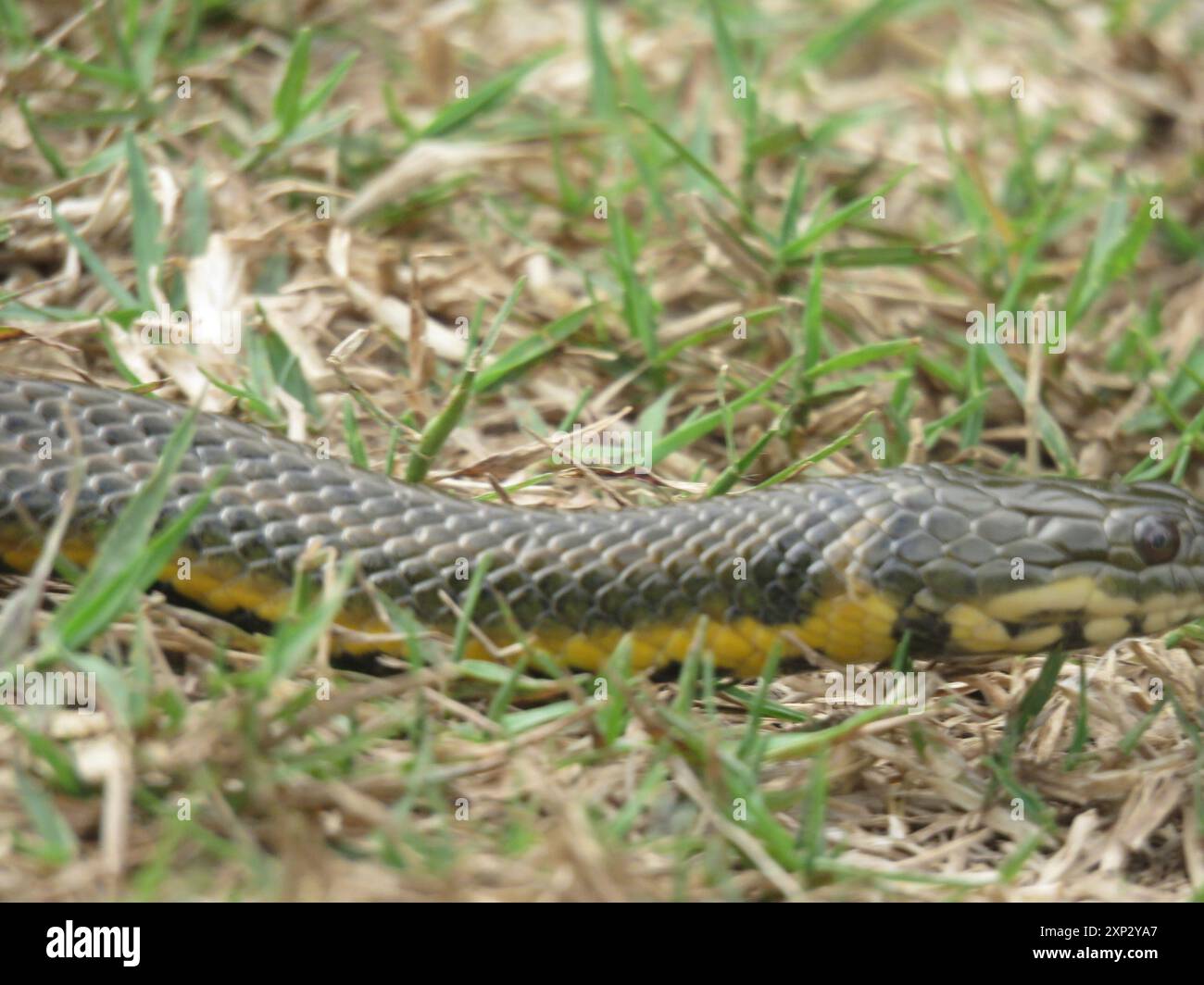 Brazilian Keelback (Helicops infrataeniatus) Reptilia Stock Photo - Alamy