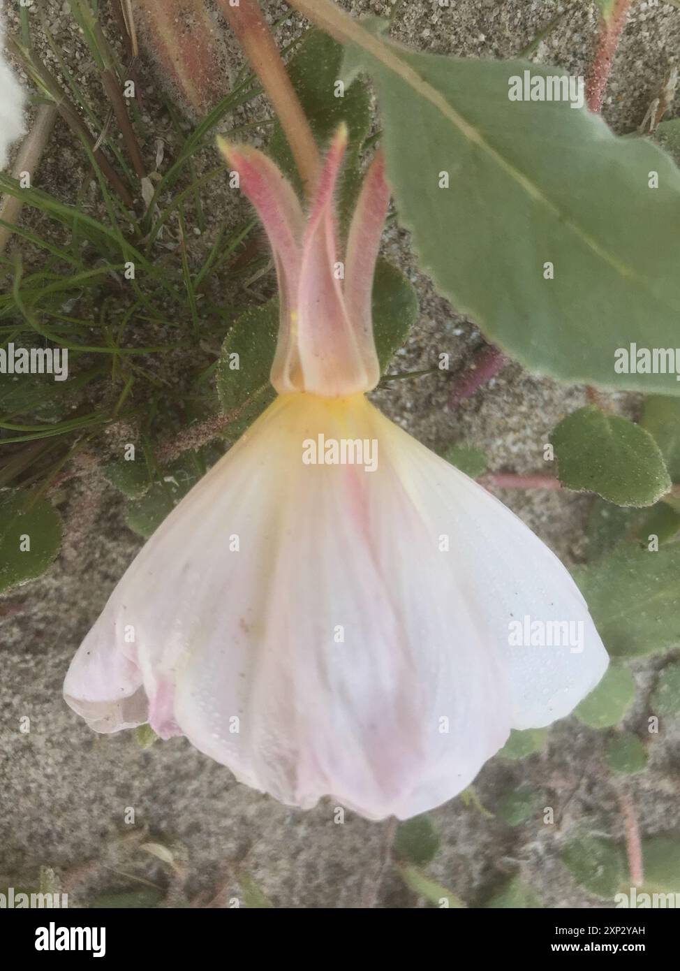 Annual Evening Primrose (Oenothera deltoides deltoides) Plantae Stock ...