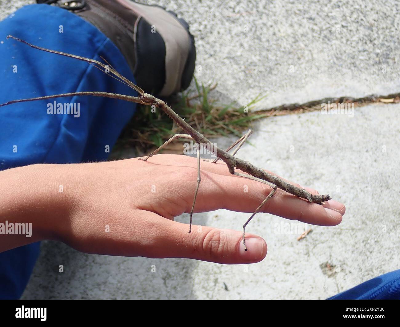 New Zealand Giant Stick Insect (Argosarchus horridus) Insecta Stock ...
