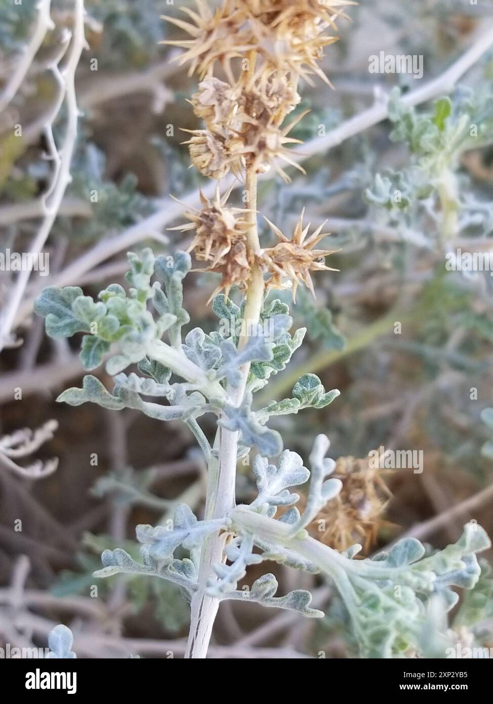 Burrobush (Ambrosia dumosa) Plantae Stock Photo - Alamy