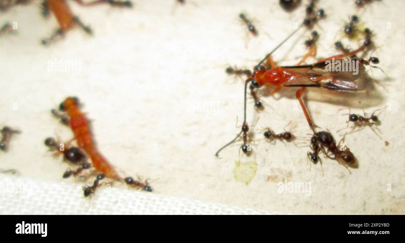 Pheidole megacephala hi-res stock photography and images - Alamy