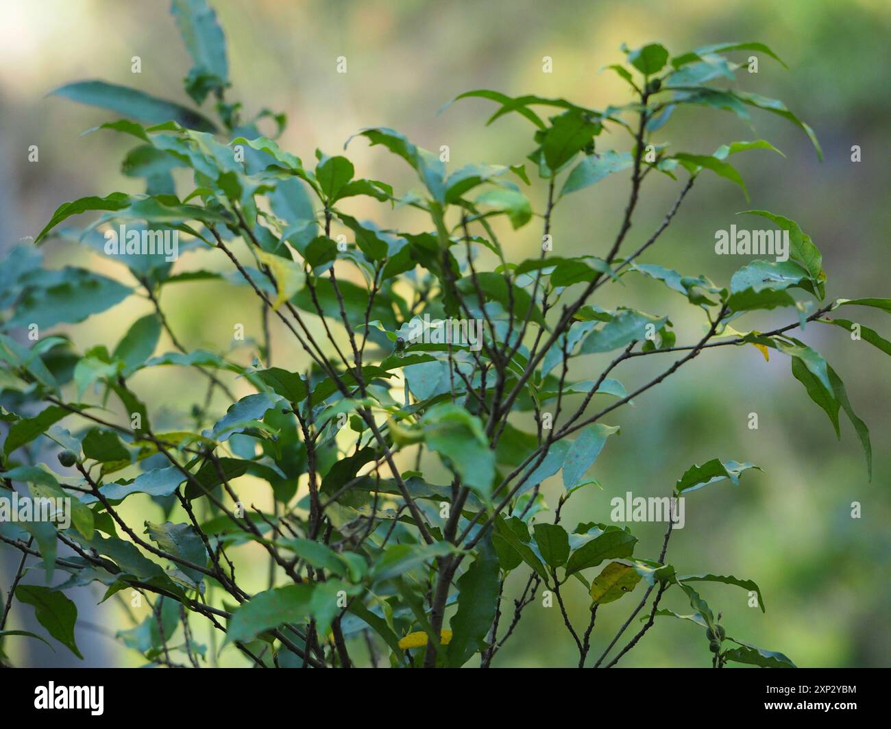 (Ficus formosana) Plantae Stock Photo - Alamy