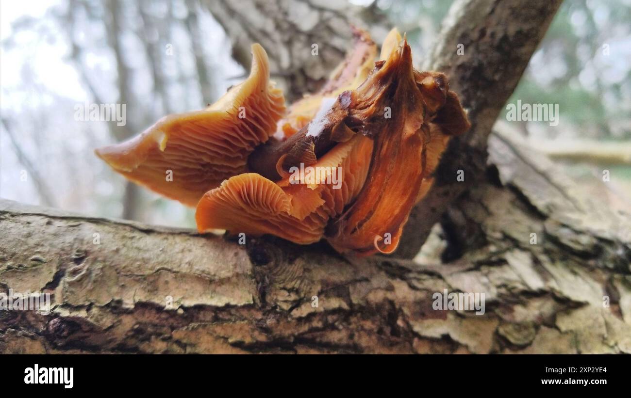 Velvet Foot (Flammulina velutipes) Fungi Stock Photo - Alamy