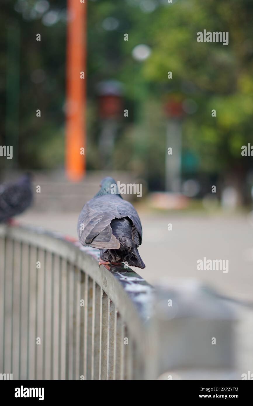 Black dove perched on an iron fence during a competition day Stock ...