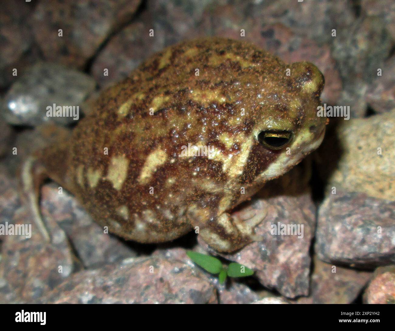 Common Rain Frog (Breviceps adspersus) Amphibia Stock Photo - Alamy