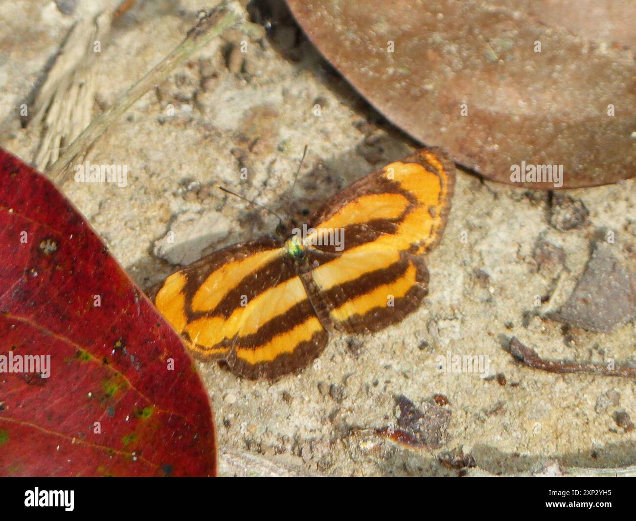 Common Lascar (Pantoporia hordonia) Insecta Stock Photo - Alamy