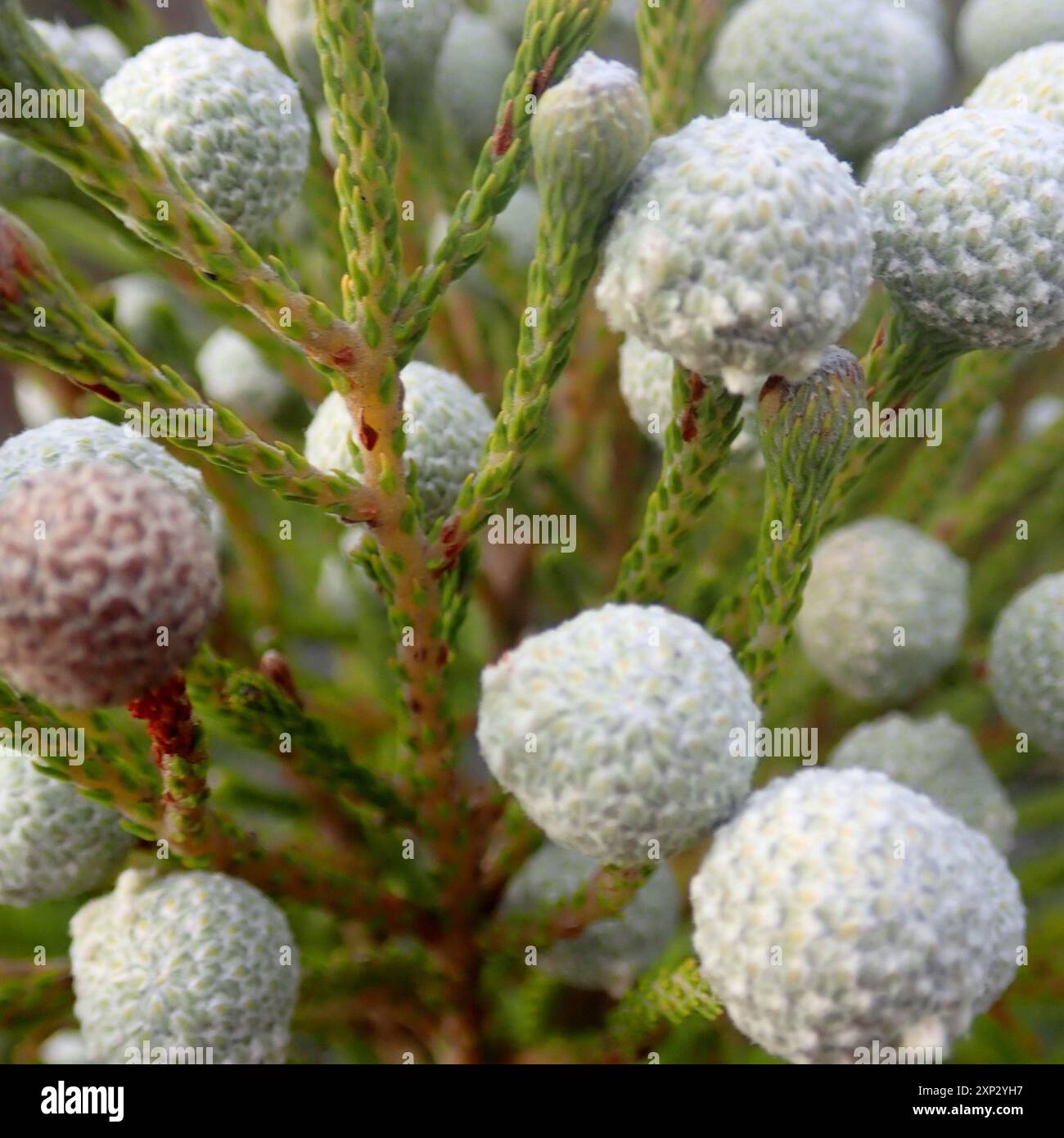 Cone Stompie (Brunia noduliflora) Plantae Stock Photo - Alamy