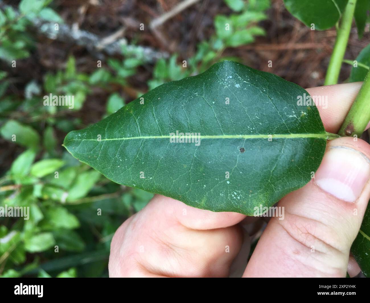 Florida hobblebush (Agarista populifolia) Plantae Stock Photo - Alamy