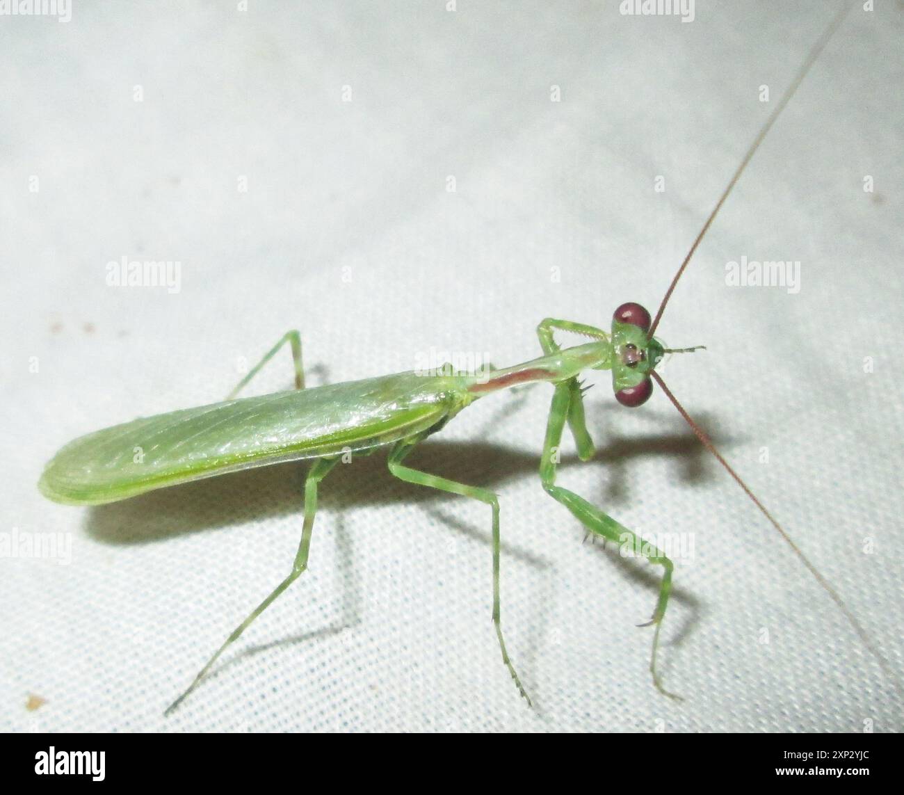 (Miomantis binotata) Insecta Stock Photo - Alamy